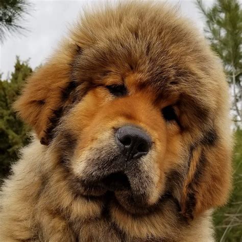 Litter Of Tibetan Mastiff Available Soon In Palmdale Ca Us
