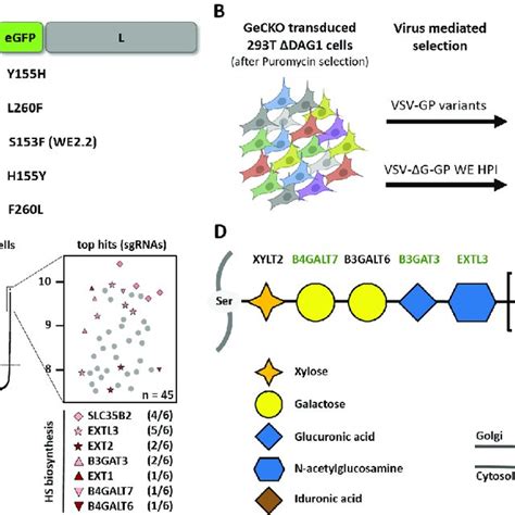 Genome Wide Crispr Cas9 Knockout Screen Identifies Host Factors Import