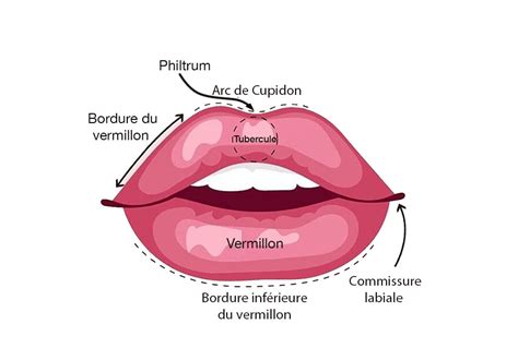Commissures Labiales Tombantes Commissure Labiale Droite Pytshg