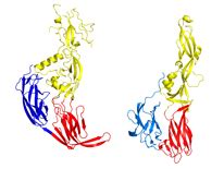 New Link Found Between Sex And Viruses UMD Department Of Cell Biology Molecular Genetics