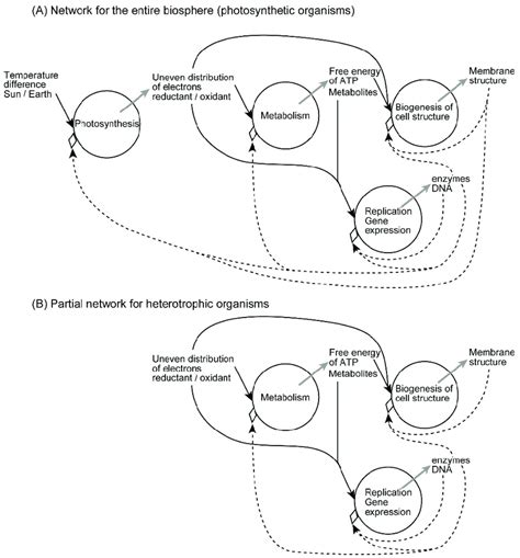 Hierarchy Of The Network Of Emergent Processes In Biological