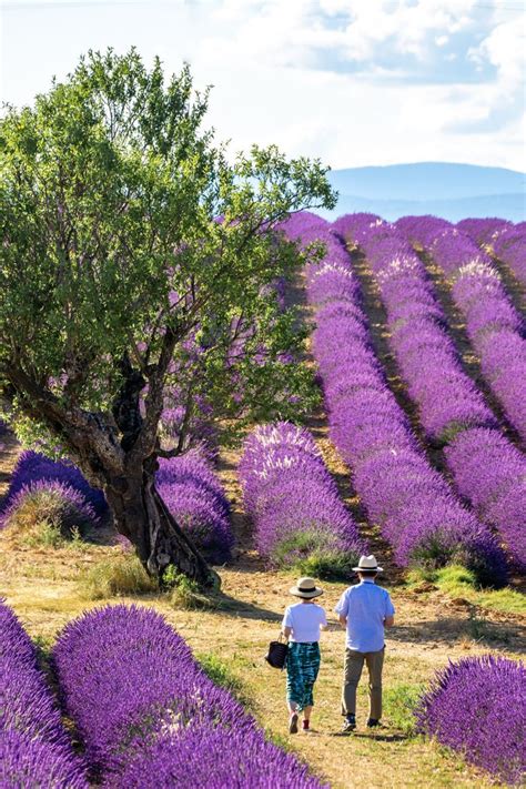 Looking For The Best Valensole Lavender Fields This Locals Guide To