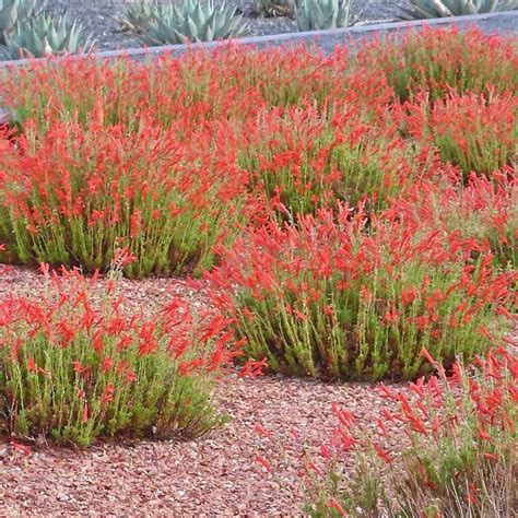 22 Desert Loving Plants That Can Handle Rainy Pacific Northwest Gardens