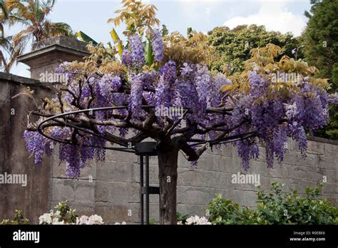 Trellis For Wisteria On House At Jack Waller Blog