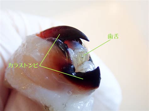「イカを楽しく解剖しながら部位別に美味しく食べる方法」を日本いか連合員が手とり足とり教えます メシ通 ホットペッパーグルメ