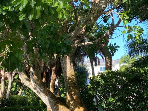Identifying Tree In FL