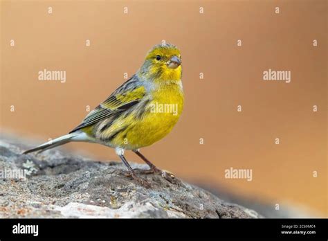 Island Canary Serinus Canaria Wild Variety Male Perching On A