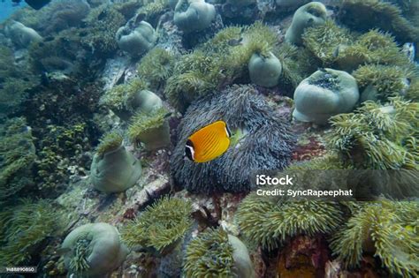 Weibel의 나비 물고기는 푸른 물 배경에 말미잘과 물고기와 산호초 풍경이 있는 깊고 푸른 바다에서 물속에서 헤엄칩니다 나비