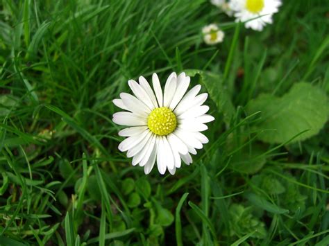 Krystina Dizayas Blog: daisy flower