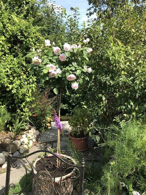 Stammrose Olivia Rose Austin Luberach