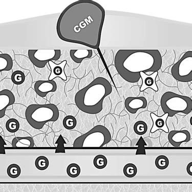 Diffusion Of Glucose Since The Plasma Toward The Interstitial Fluid Download Scientific Diagram