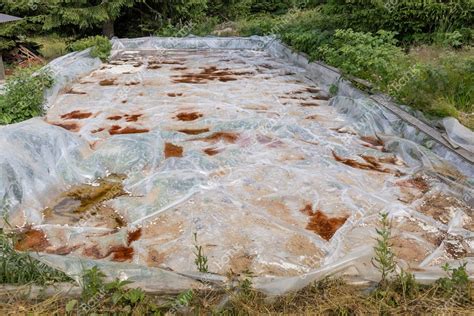 Fermenting Grass In Silage Under Polyethylene On A Farm Preparing Feed