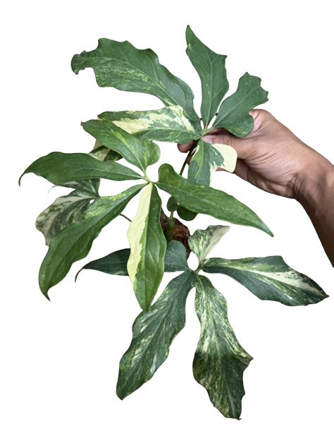 Anthurium Renaissance Variegated Plant Florista Pearl Floristapearl