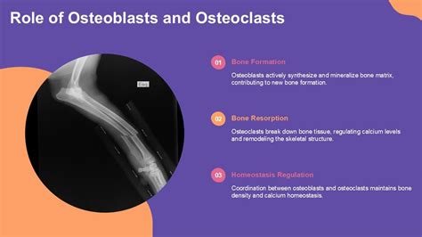 Endochondral Vs Intramembranous Bone Ossification Ppt Template Acp Ppt Sample