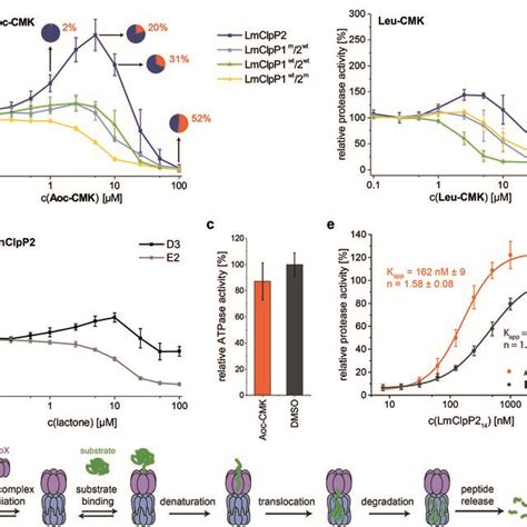 Activation Of The Clpxp Proteolysis By Small Molecules A Protease