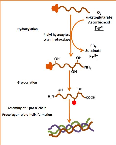 Vitamin C And Collagen Production