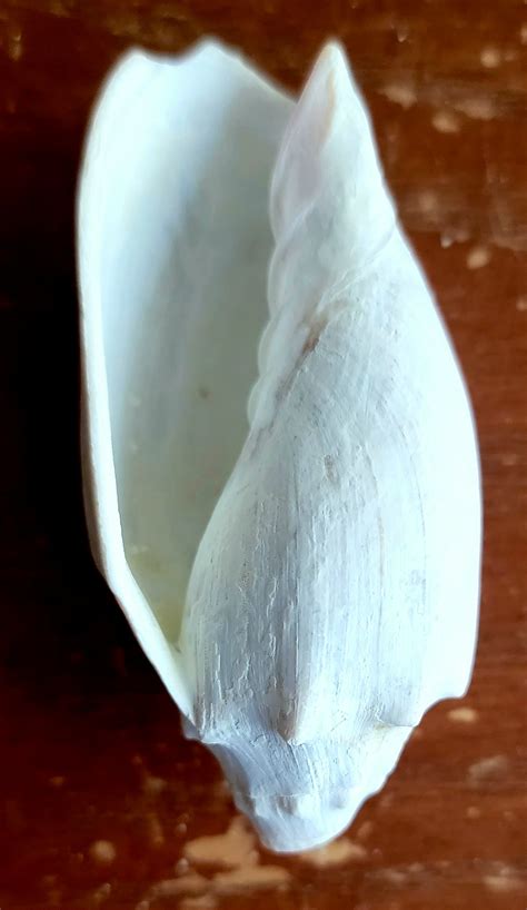Fossilized Gastropod Shell Fossil Id The Fossil Forum