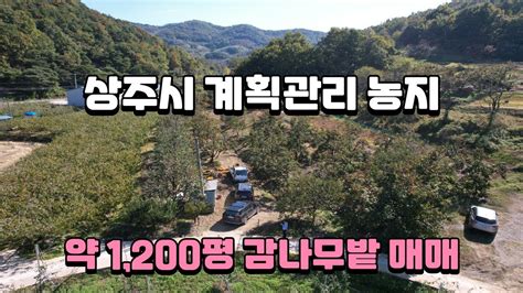 매물22 78 상주시 청리면 월로리 진입성 접근성 뛰어난 마을초입 계획관리지역 감나무 밭 매매 상주부동산 상주부동산협회 상주시 김천부동산 구미부동산 곶감 감