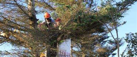 Tree Pruning Services North Wales Expert Tree Trimming Near You