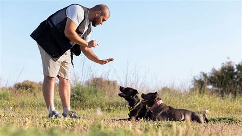 Las 10 Razas De Perros Más Obedientes Thepetsts Regalos De Mascotas