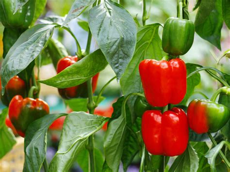 Paprika Compo