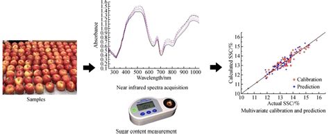 Schematic Diagram Of Experimental Procedures Using Nir Spectroscopy For