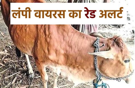 Lumpy Virus भारत में दुनिया के किस हिस्से से आया लंपी वायरस क्या हैं इसके लक्षण और बचाव गाय