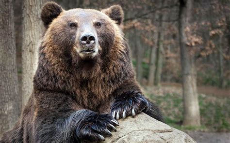 Kamchatka Brown Bear Size