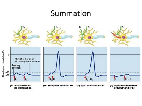 Ppt Action Potential Resting State Powerpoint Presentation Free