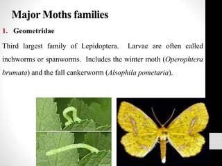 Order Lepidopterappt By Mah Rukh Pptx