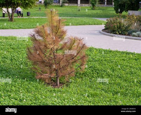 Coniferous Tree With Dried Branches Pinus Nigra Problems And Disease