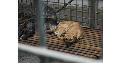 Започна масова кастрация на кучета