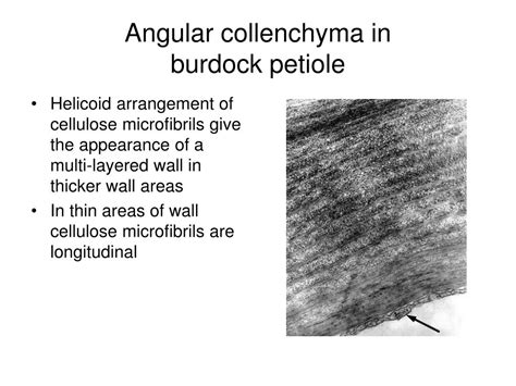 Ppt Collenchyma Powerpoint Presentation Free Download Id 5415363