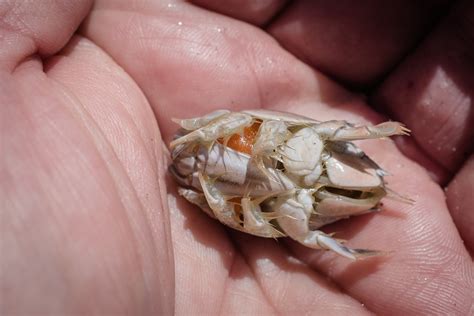 Mole Crab Mania Island Nature