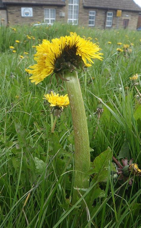 This Dandy Boi Rabsoluteunits