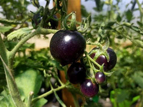 Dancing With Smurfs Tomato Daves Seed