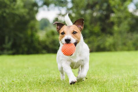 Puppy Desexing New Lambton Vet