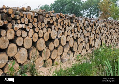 Wooden Trunks Hi Res Stock Photography And Images Alamy