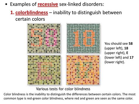 Bell Work 21 Metaphase Is The Stage Of Mitosis During Which The