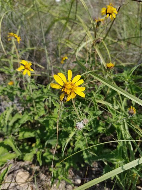 Simsia Calva Awnless Bush Sunflower Fsus