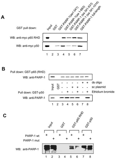 Mapping Of The Interaction Domains On Parp 1 And The Double Mutated Download Scientific Diagram