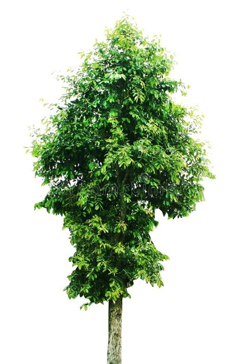 Stock Image Image Of Life Ecology Flora Object 113063597