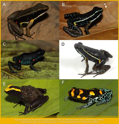 índice De Biodiversidad Base De Datos Sahyadri Lista Revisada Anfibios