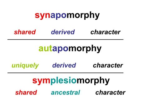 Phylogeny Diagram Quizlet