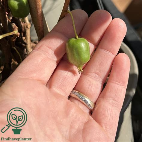 Actinidia Arguta ‘issai Find Haveplanter
