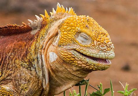 23 Really Happy Animals That Cant Stop Smiling Happy Animals