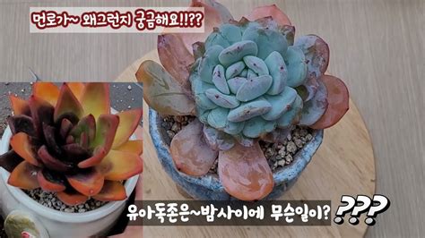 여름나기 힘드시죠~일주일 내내 비소식에 다육이는 힘들어하구~먼로가 이상하네 유아독존은 떠났어요 Youtube