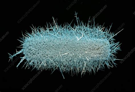 Copper Reacting In Silver Nitrate Stock Image C0028211 Science
