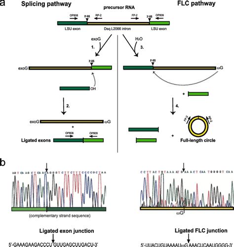 In Vitro Self Splicing Of Dsq L2066 Rna A The Two Main Processing Download Scientific Diagram
