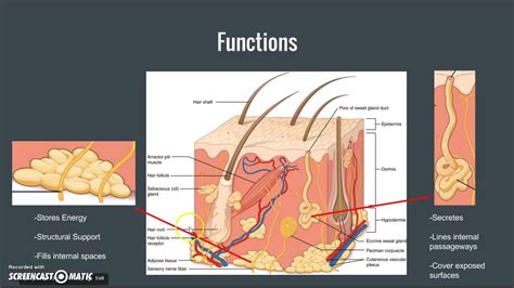 Connective Tissue Vs Epithelial Tissue Anatomy Hempstead YouTube
